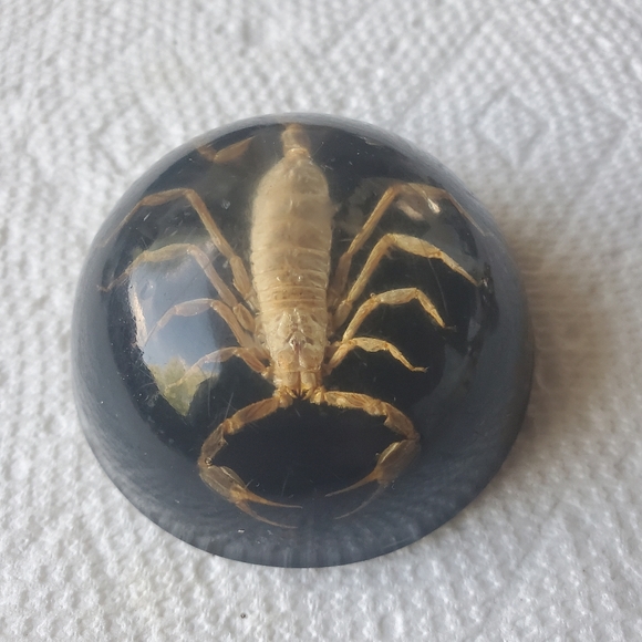 unbranded | Other | Real Vintage Scorpion Insect Lucite Insect Bug Dome ...
